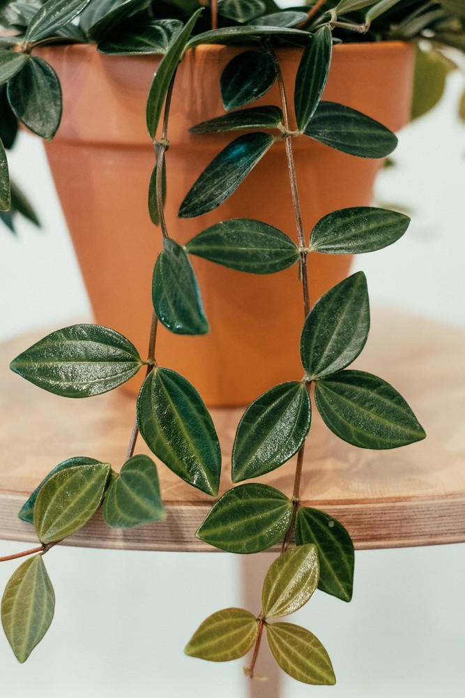 Peperomia quadrangularis | Plantae