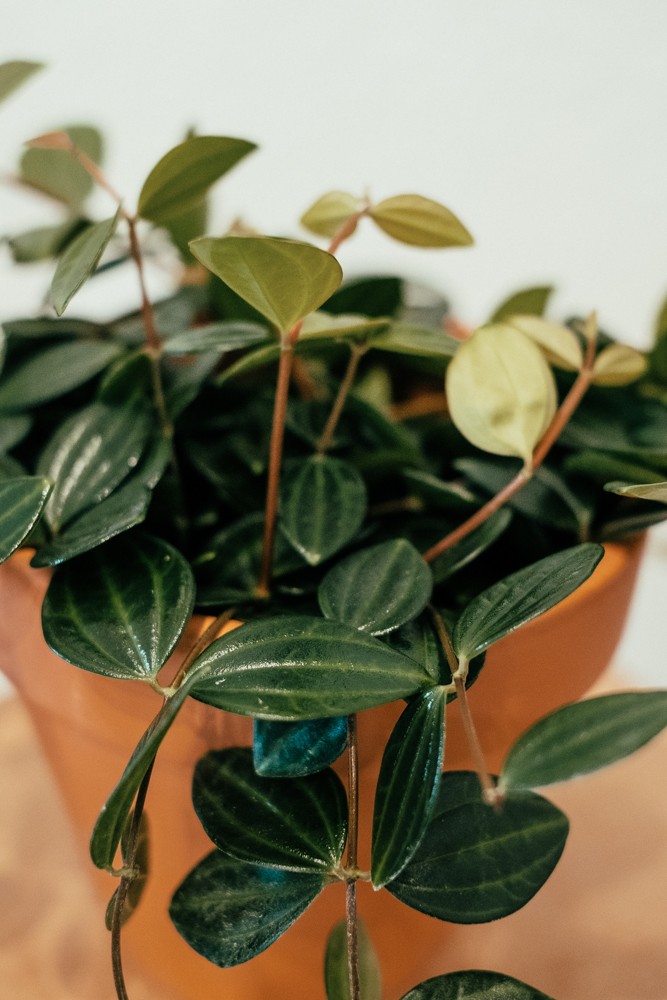 Peperomia quadrangularis | Plantae